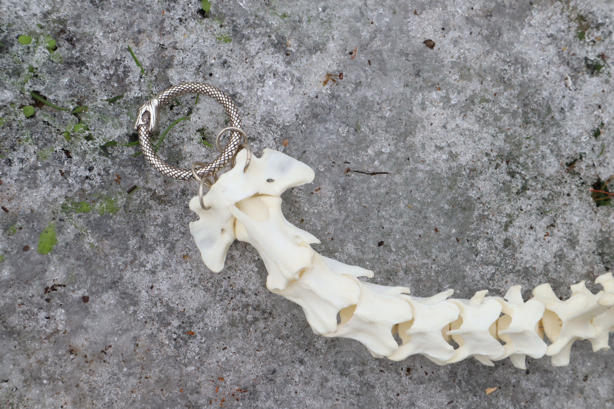 Red Fox Spinal Column Articulation – Freyja's Forest