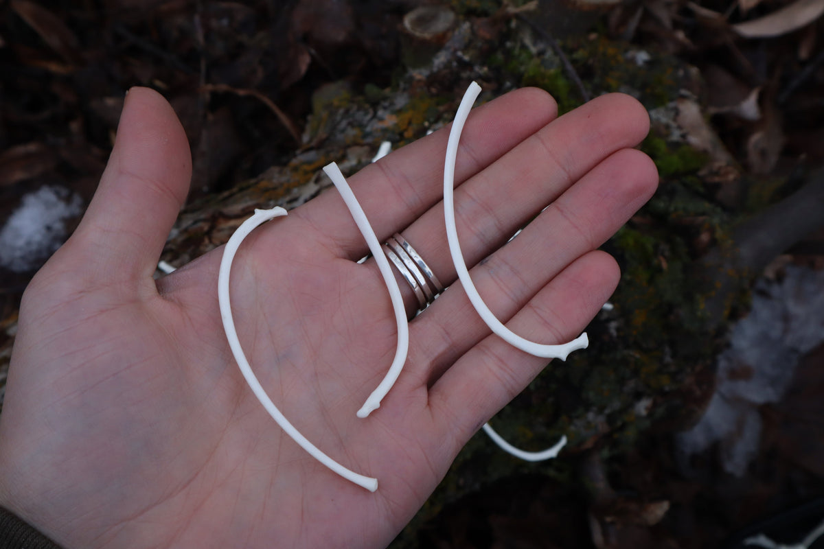 Red Fox Ribs (27) – Freyja's Forest