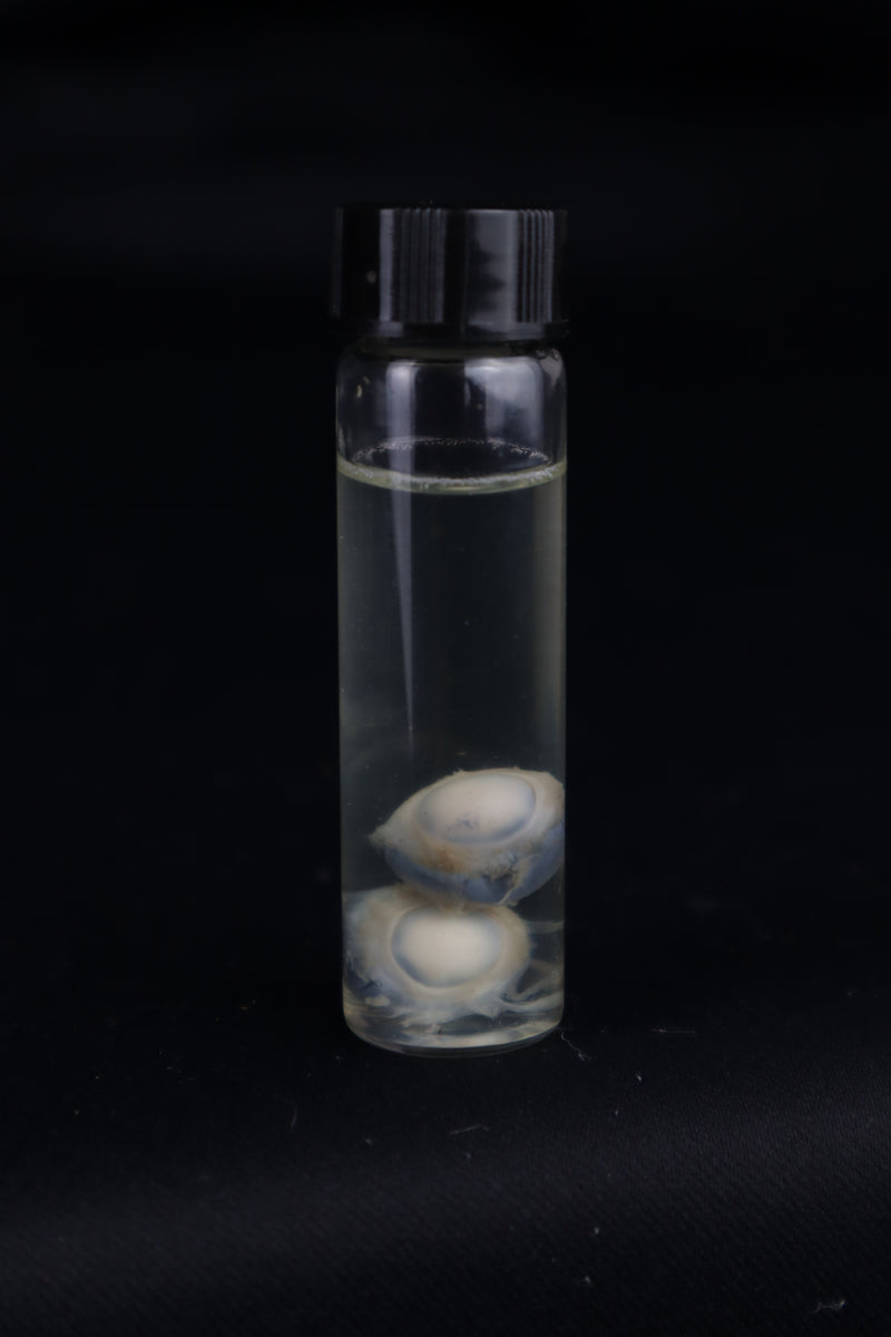 Stillborn Kitten Eyes Wet Specimen – Freyja's Forest