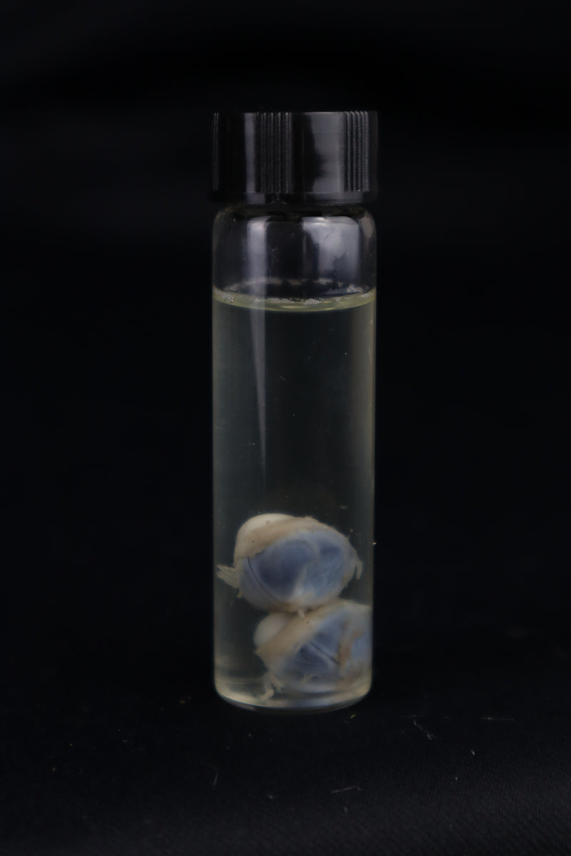 Stillborn Kitten Eyes Wet Specimen – Freyja's Forest