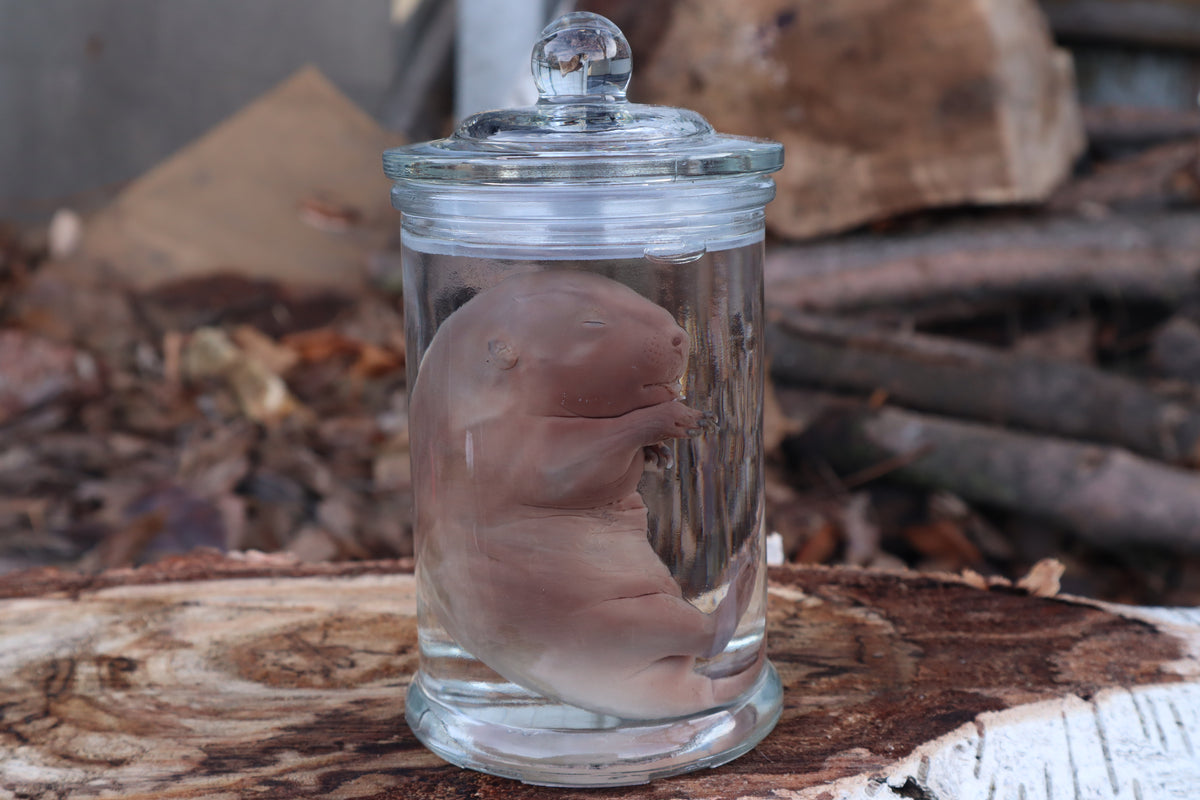 Fetal Beaver Wet Specimen – Freyja's Forest