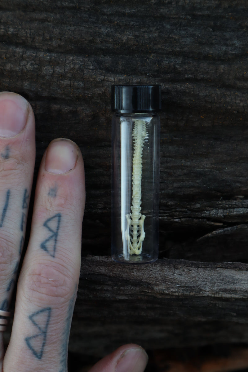 Mouse Spinal Column Articulation – Freyja's Forest