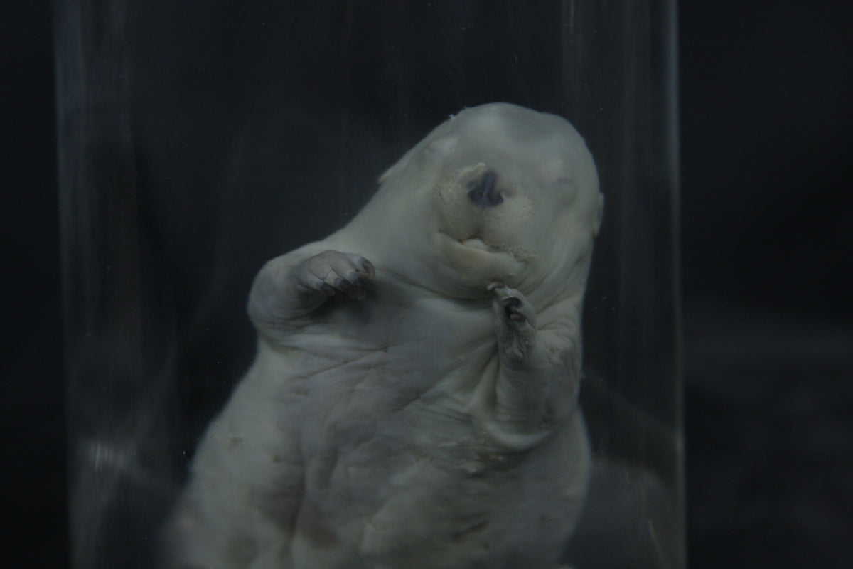 Fetal Beaver Wet Specimen – Freyja's Forest