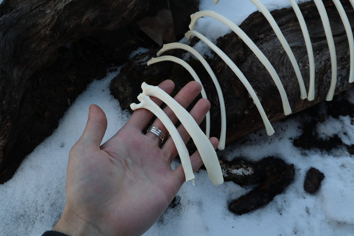 Wolf Rib – Freyja's Forest