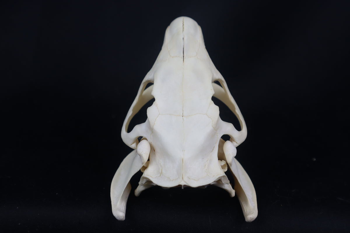 Coypu/Nutria Skull – Freyja's Forest