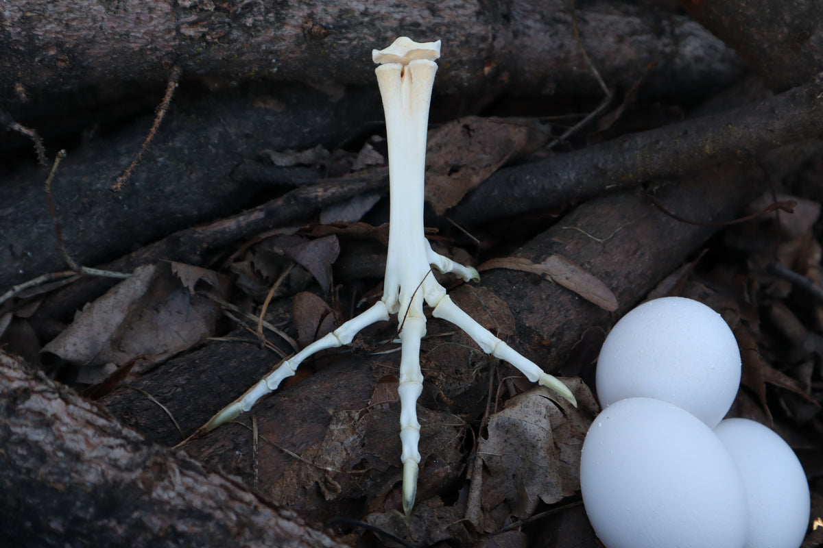 Chicken Foot Articulation – Freyja's Forest