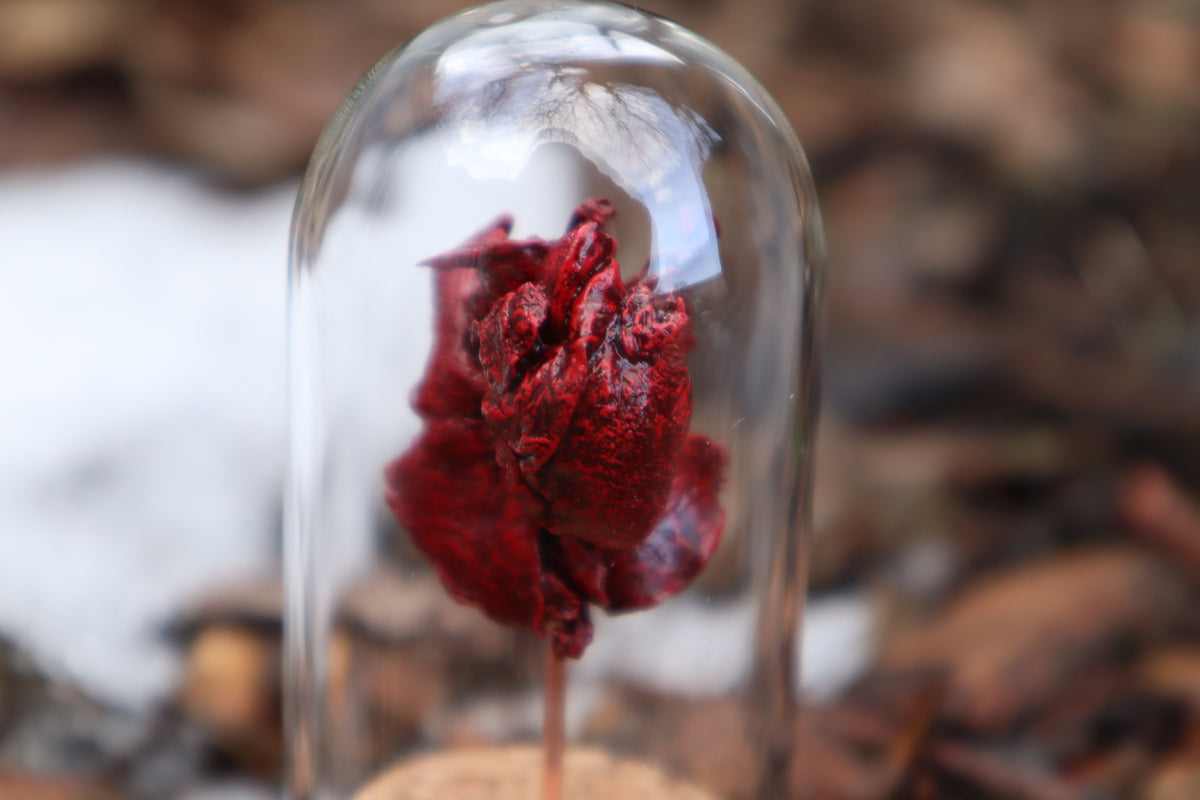 Dry Preserved Kitten Heart and Lungs – Freyja's Forest