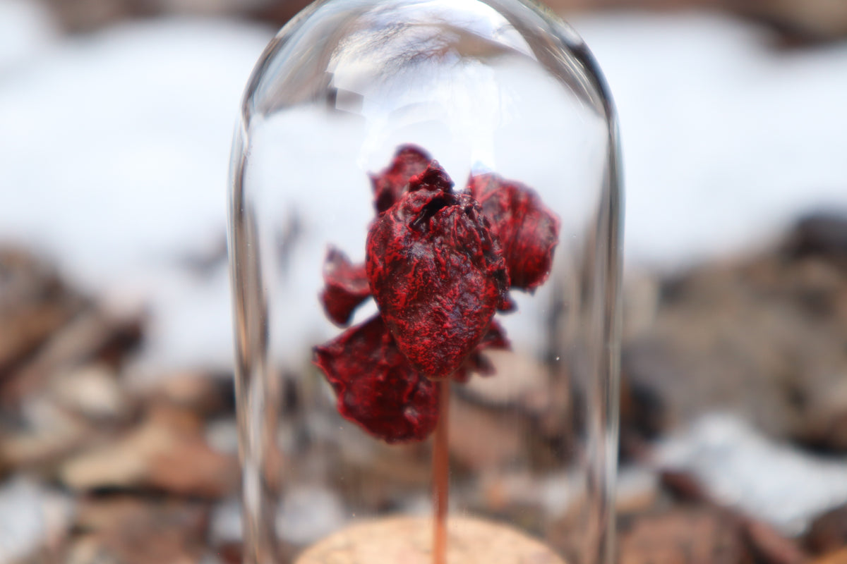 Dry Preserved Kitten Heart and Lungs – Freyja's Forest