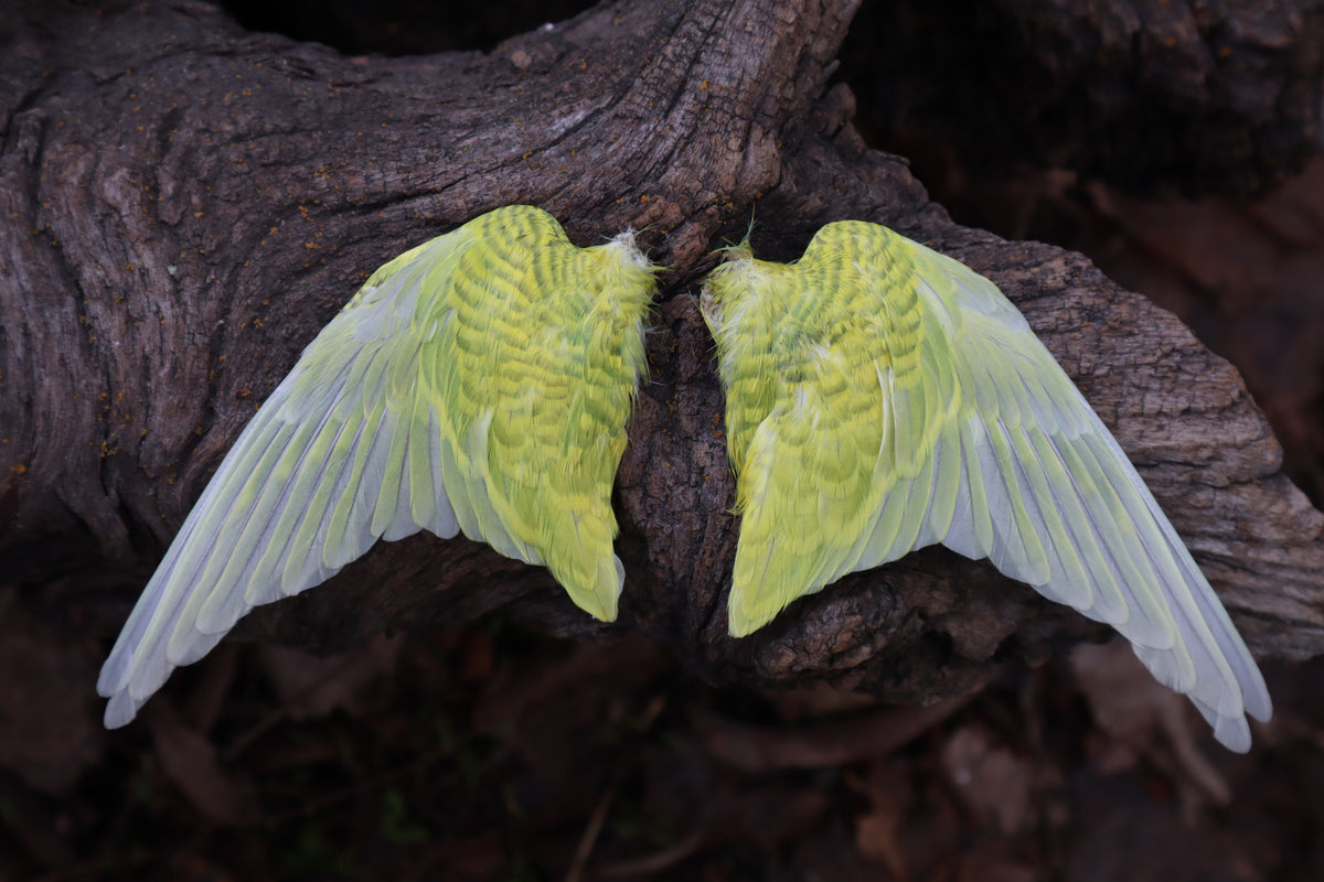 Dry Preserved Parakeet Wings – Freyja's Forest