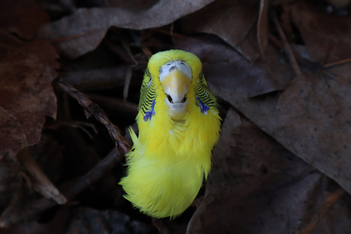 Dry Preserved Parakeet Head – Freyja's Forest