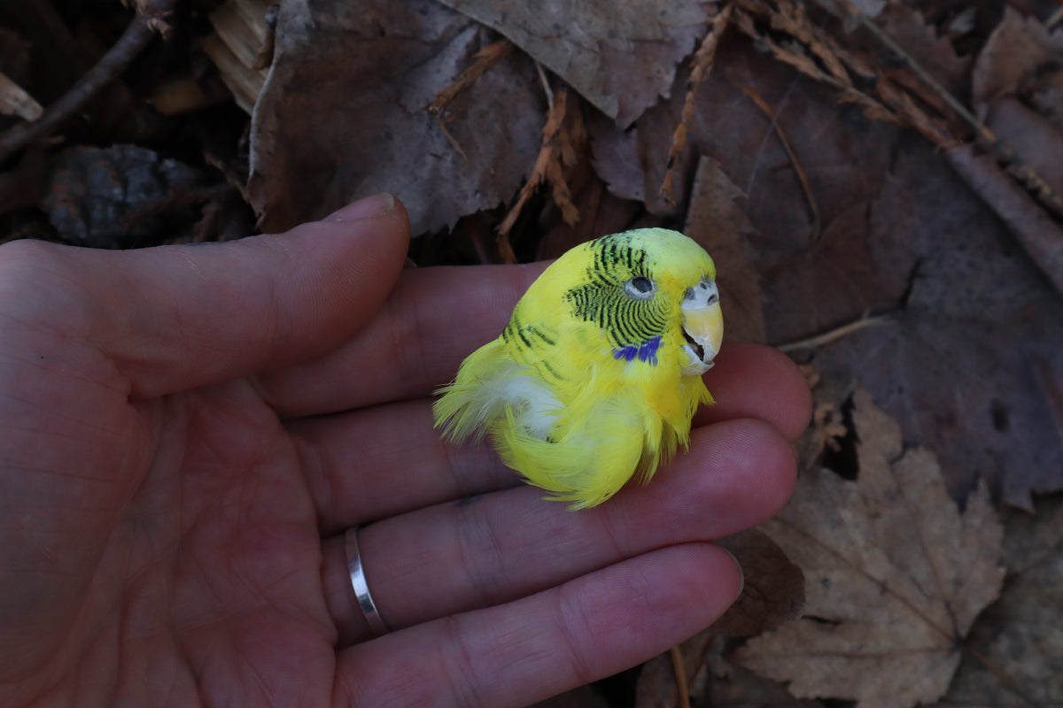 Dry Preserved Parakeet Head – Freyja's Forest