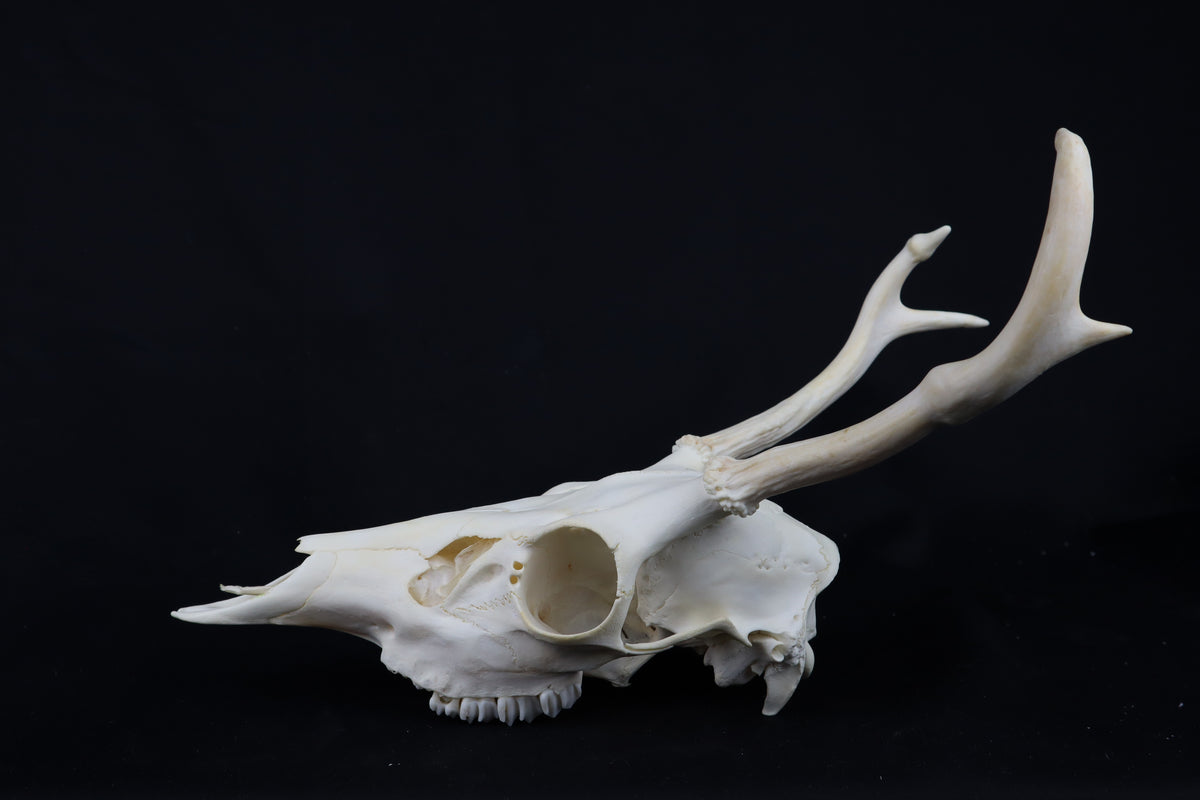 4 Point Whitetail Buck Skull – Freyja's Forest