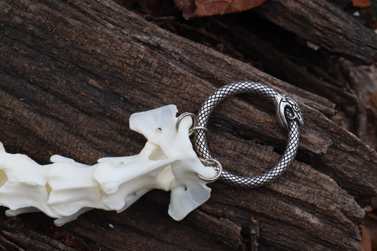 Red Fox Spinal Column Articulation – Freyja's Forest