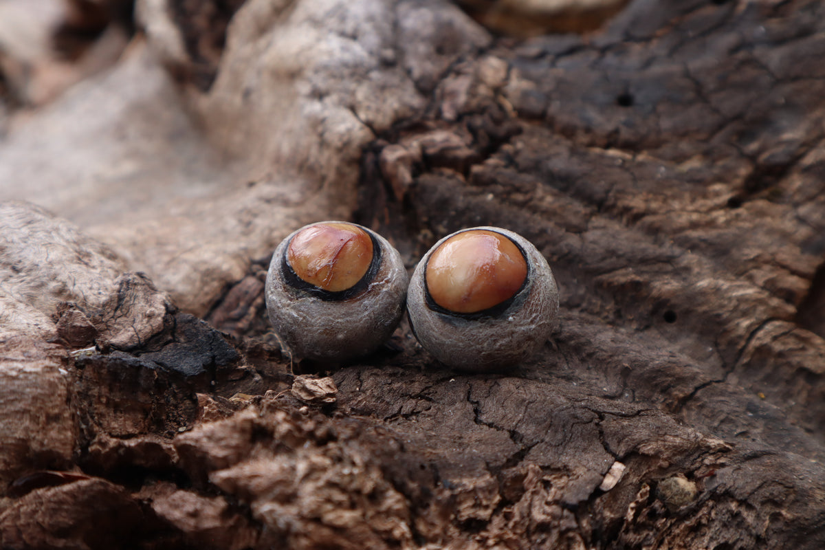 Dry Preserved Coyote Eyeballs – Freyja's Forest