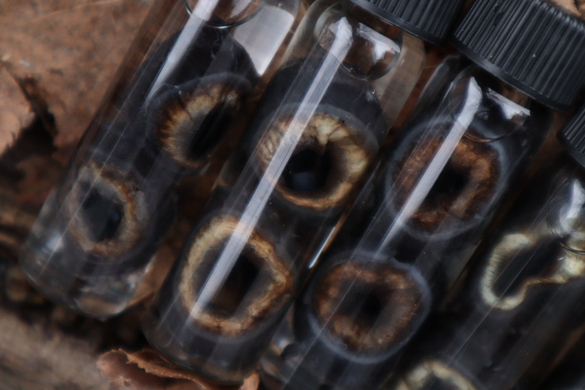 Wet Specimen Coyote Choroids – Freyja's Forest