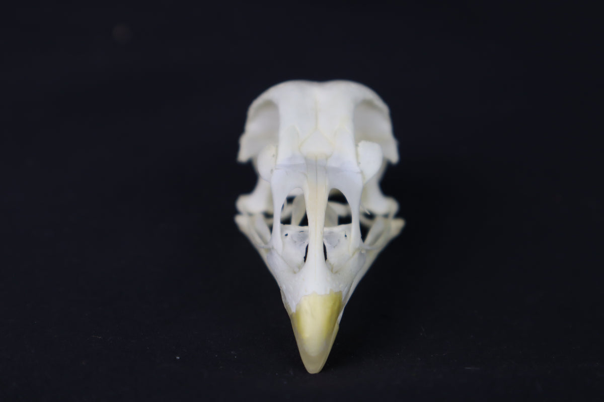 Chicken Skull – Freyja's Forest