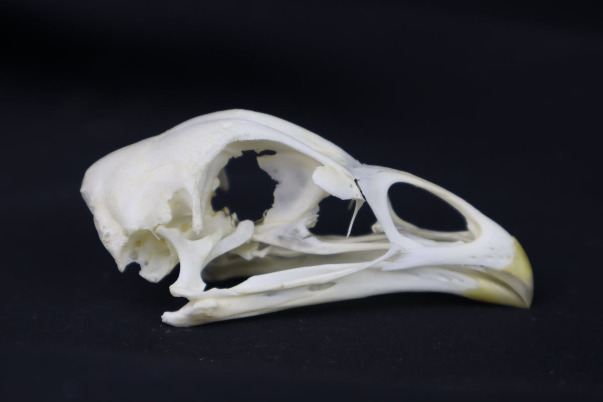 Chicken Skull – Freyja's Forest