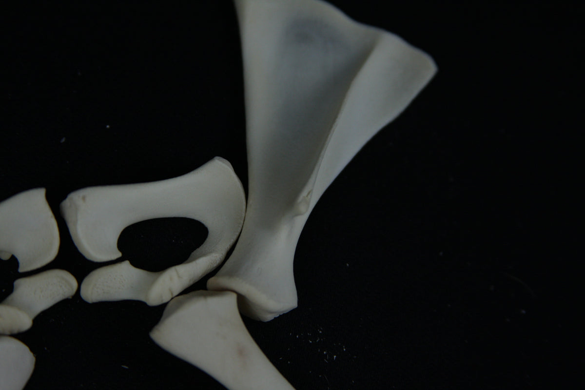 Stillborn Goat Scapula and Pelvis – Freyja's Forest
