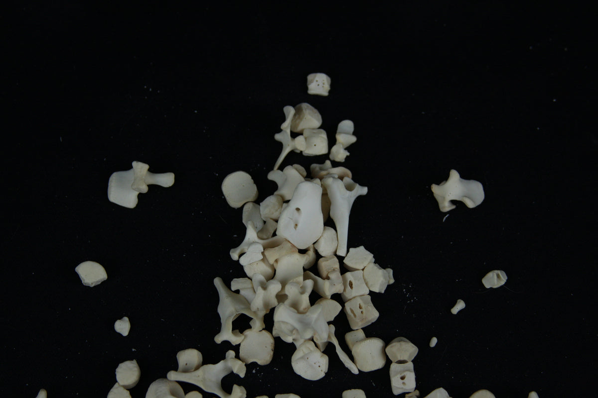 Stillborn Goat Vertebrae – Freyja's Forest