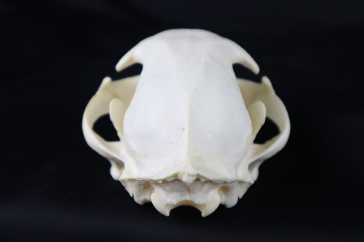 Geriatric Bobcat Skull – Freyja's Forest