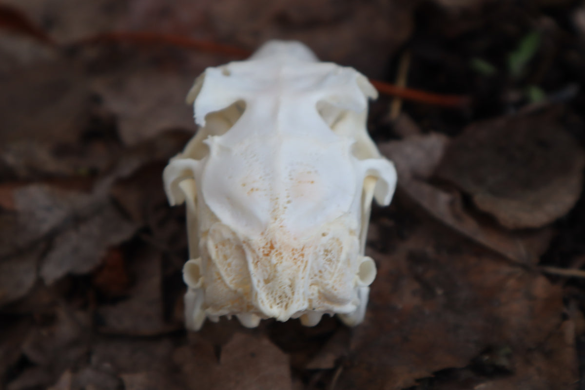 Craft Jack Rabbit Skull – Freyja's Forest