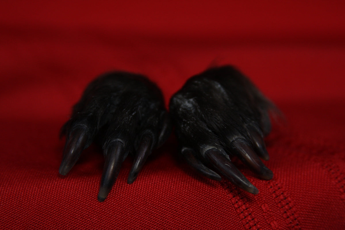 Beaver Feet – Freyja's Forest