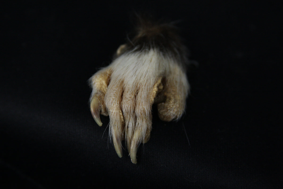 Opossum Paws – Freyja's Forest