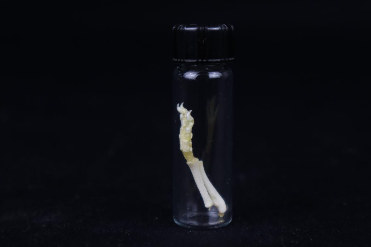 Fetal Red Fox Arm Articulation – Freyja's Forest