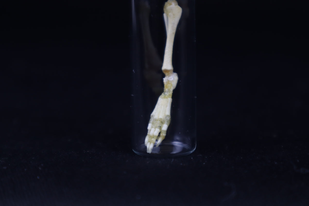 Fetal Red Fox Leg Articulation – Freyja's Forest