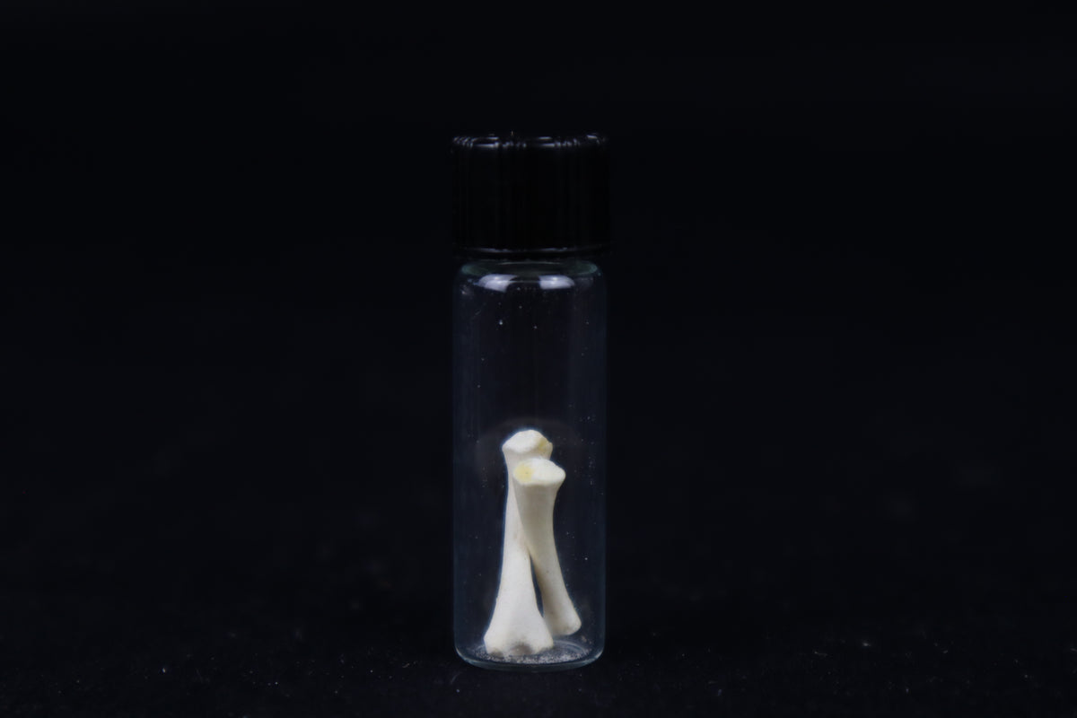 Fetal Red Fox Femur and Humerus – Freyja's Forest