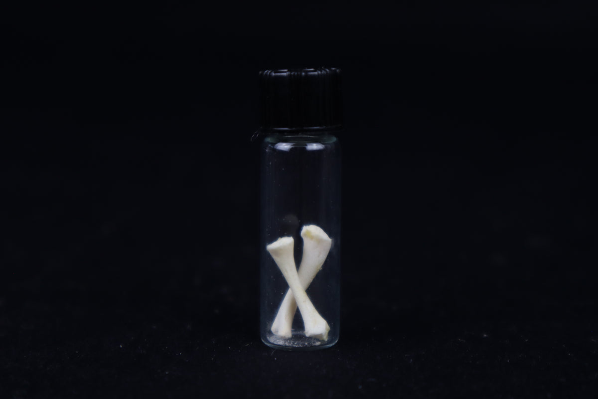 Fetal Red Fox Femur and Humerus – Freyja's Forest