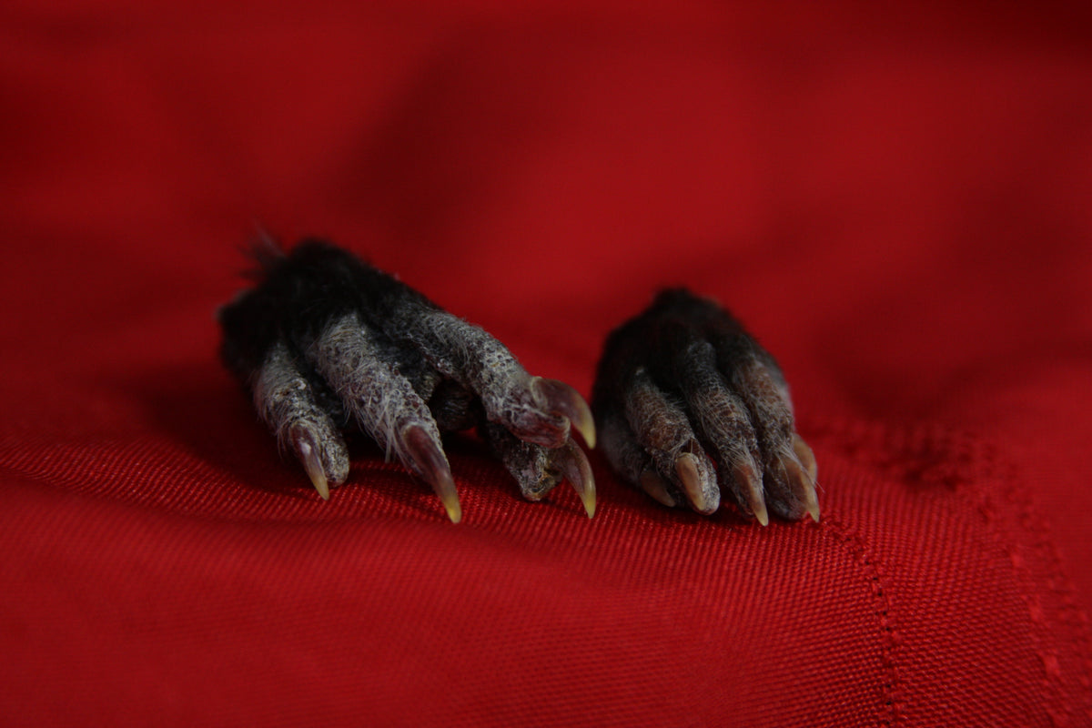 Opossum Paws – Freyja's Forest
