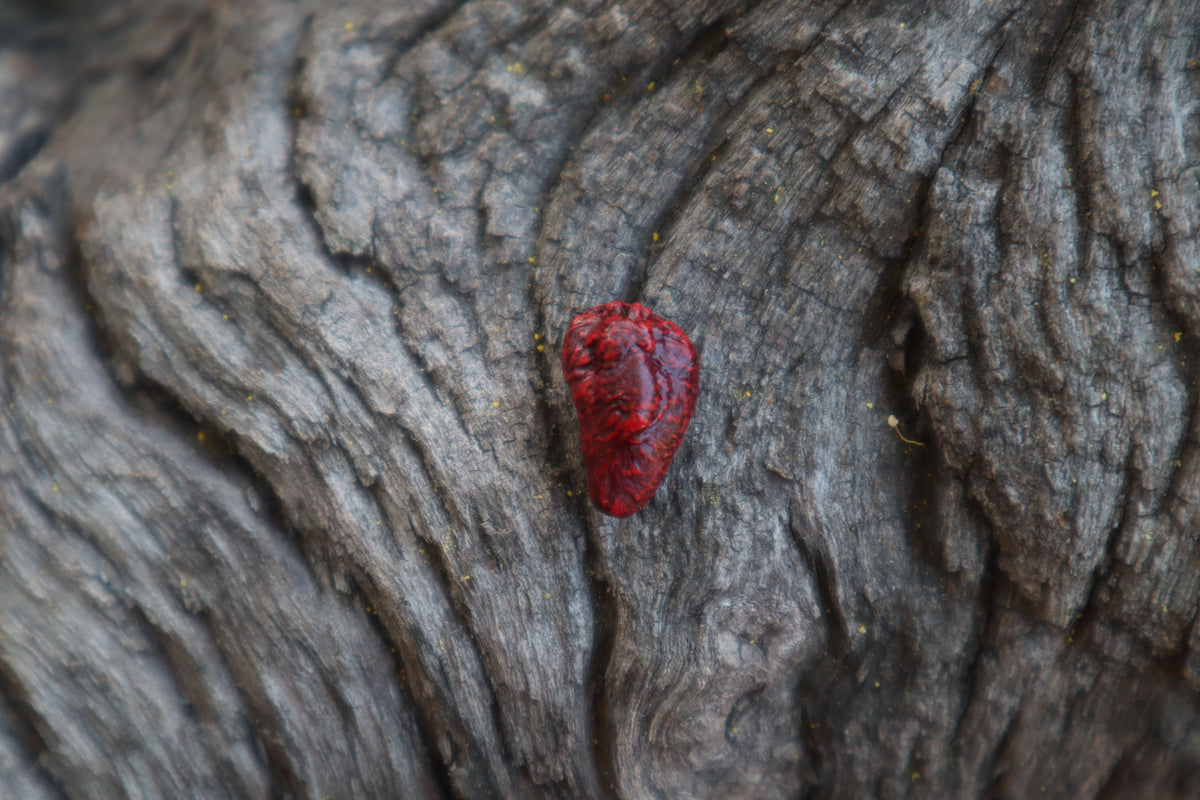 Dry Preserved Mole Heart – Freyja's Forest