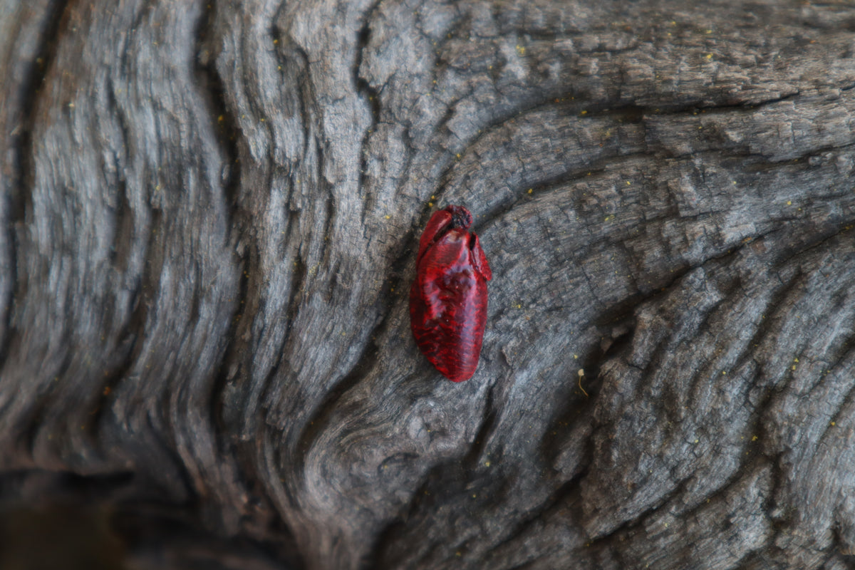 Dry Preserved Mole Heart – Freyja's Forest