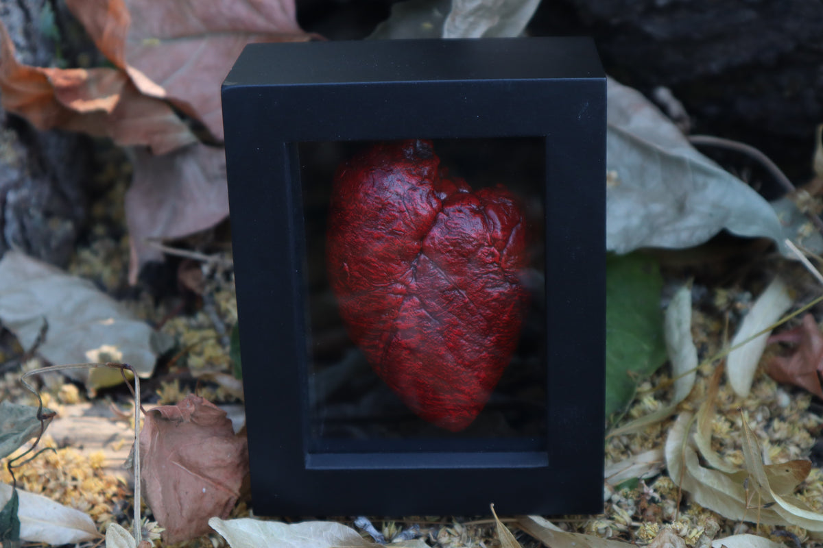Dry Preserved Whitetail Fawn Heart – Freyja's Forest