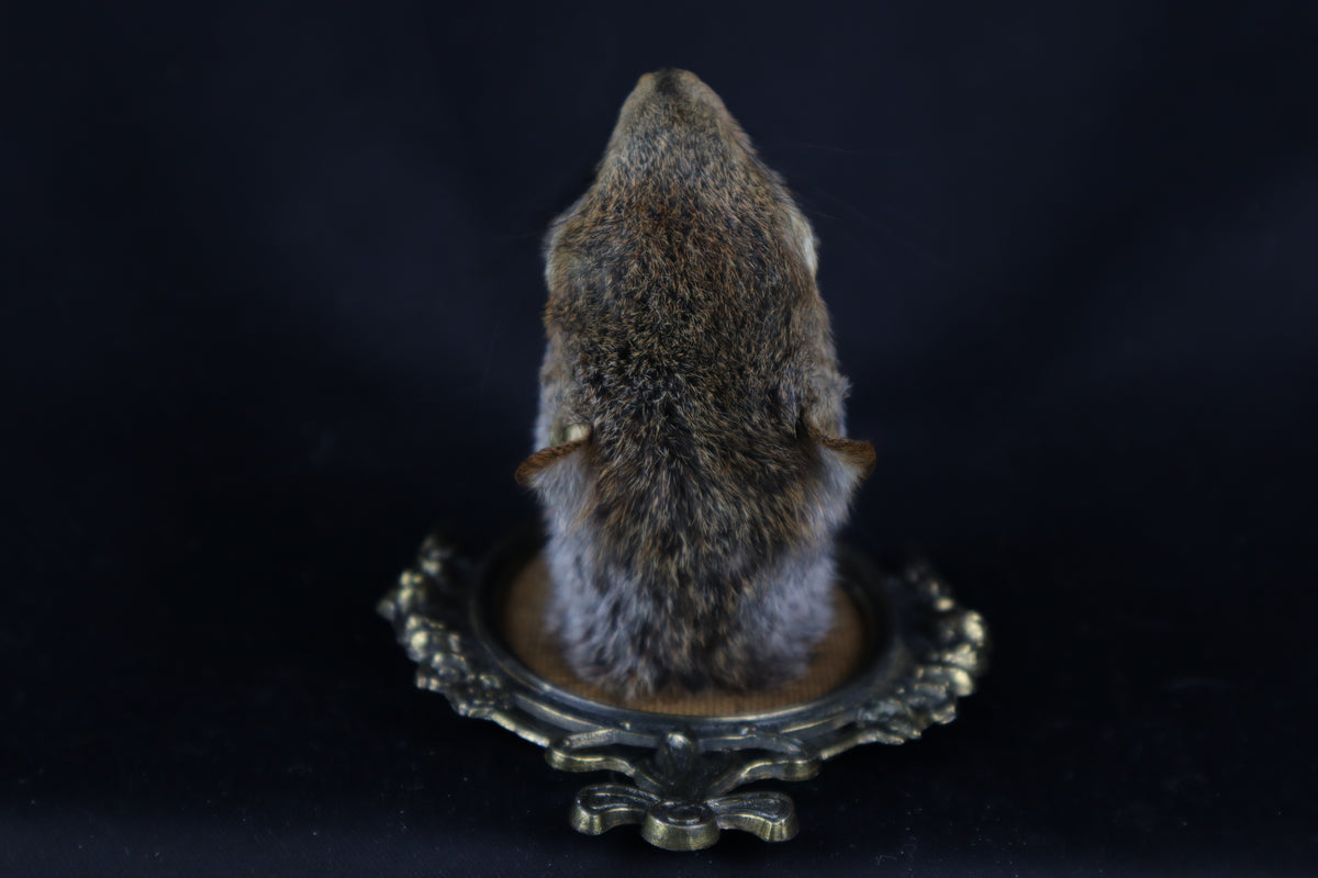 Squirrel Shoulder Mount – Freyja's Forest