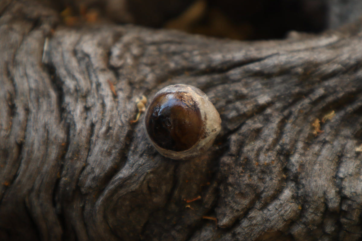 Dry Preserved Coyote Eyeball – Freyja's Forest
