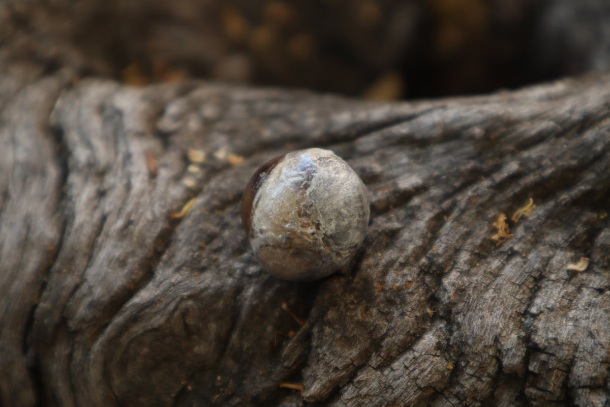 Dry Preserved Coyote Eyeball – Freyja's Forest