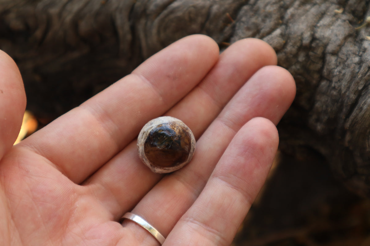 Dry Preserved Coyote Eyeball – Freyja's Forest