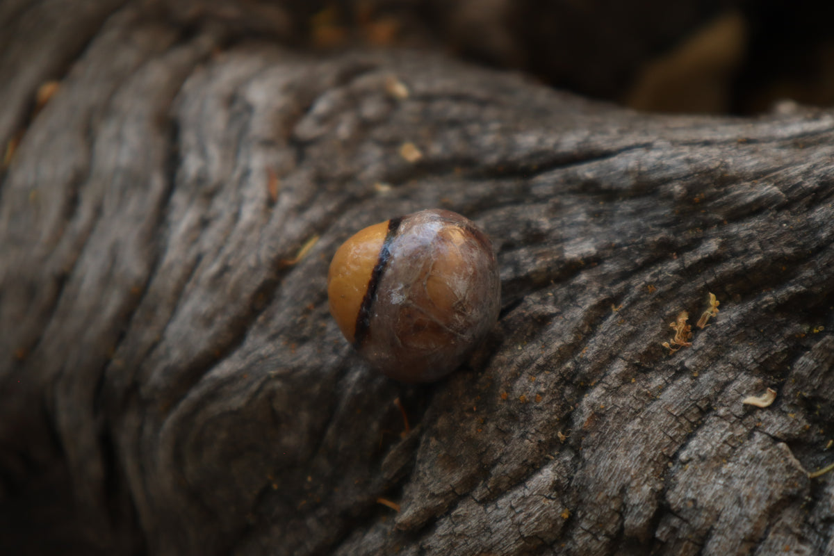 Dry Preserved Bobcat Eyeball – Freyja's Forest