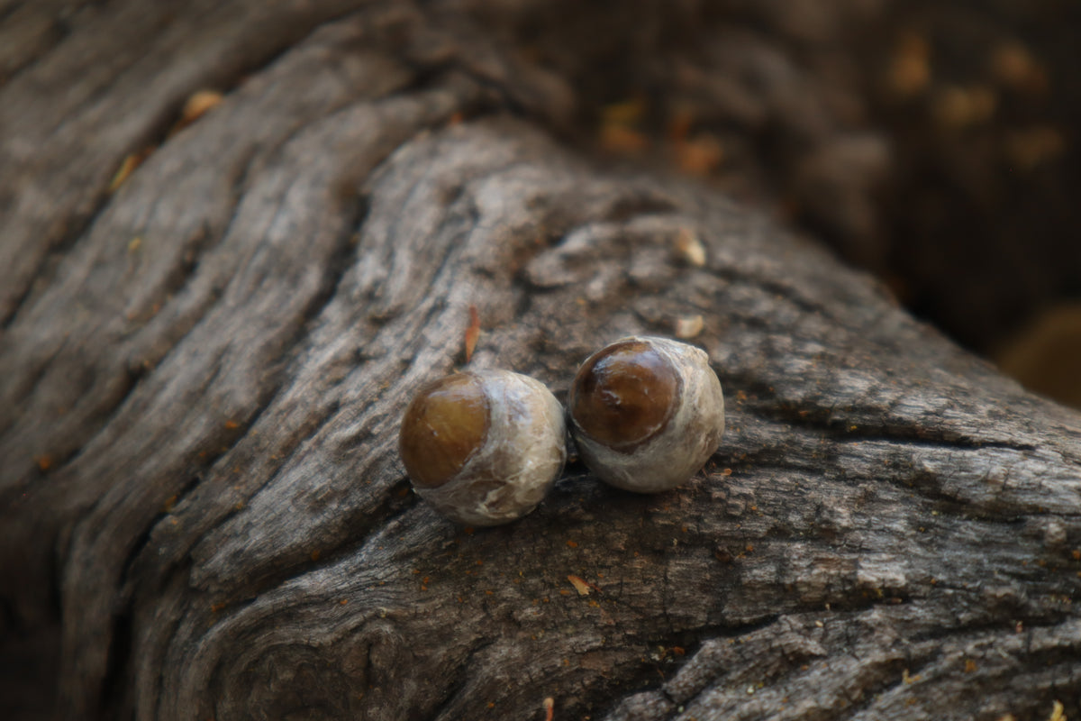 Dry Preserved Kitten Eyeballs – Freyja's Forest
