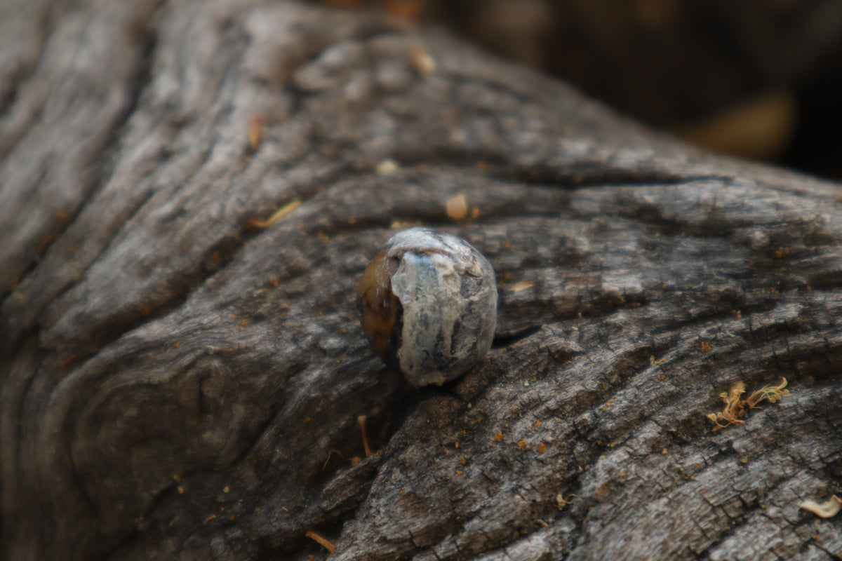 Dry Preserved Raccoon Eyeball – Freyja's Forest