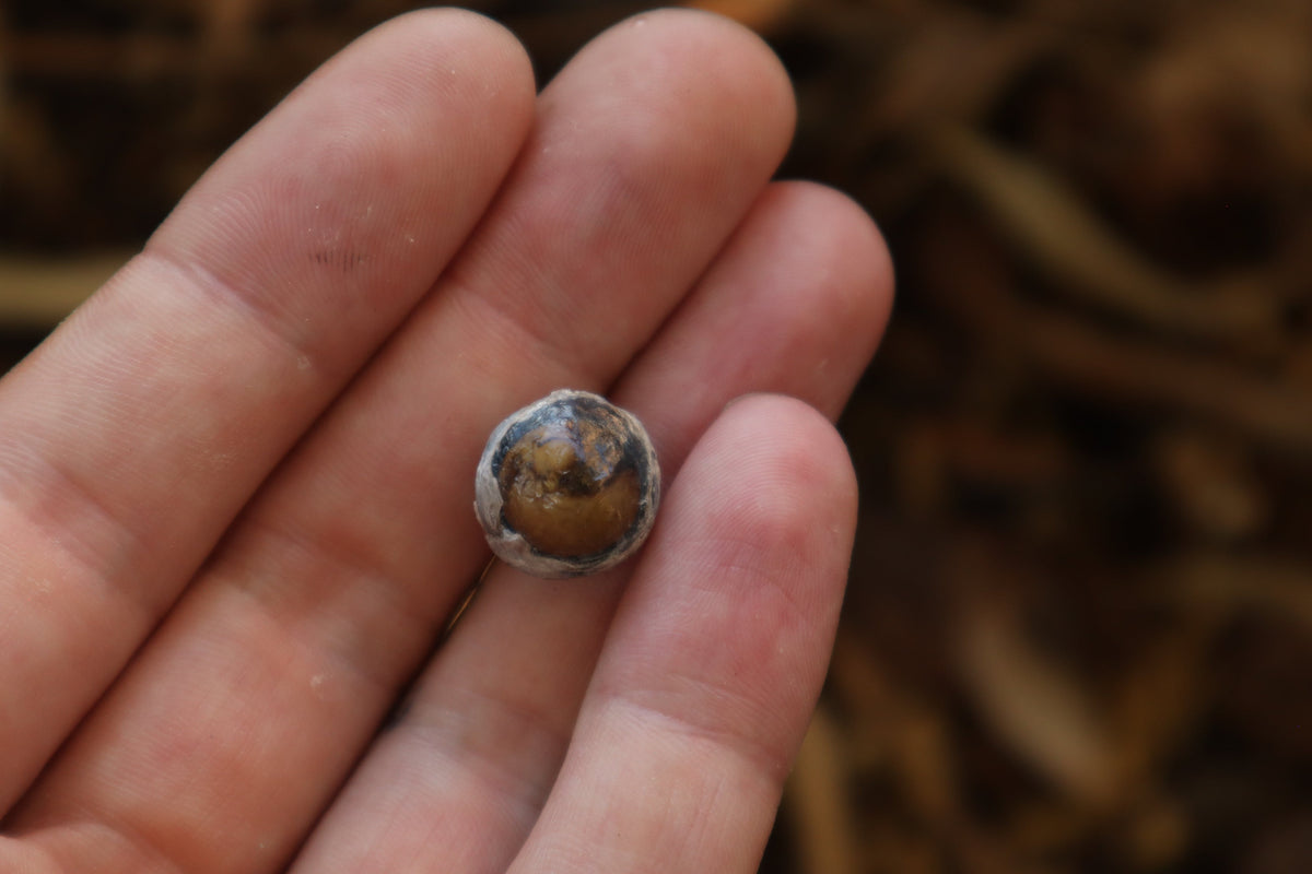 Dry Preserved Raccoon Eyeball – Freyja's Forest