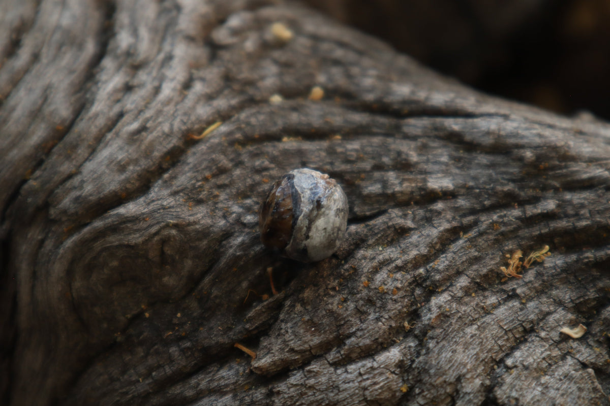 Dry Preserved Raccoon Eyeball – Freyja's Forest