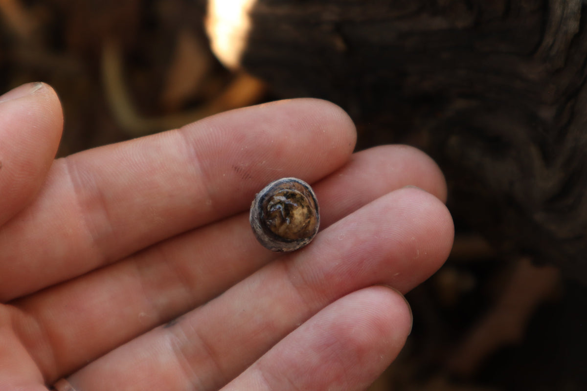 Dry Preserved Raccoon Eyeball – Freyja's Forest