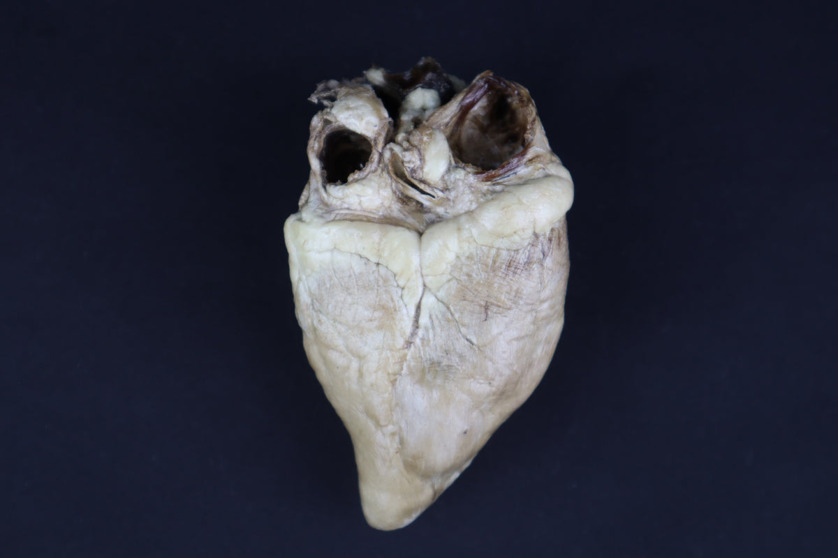 Dry Preserved Whitetail Button Buck Deer Heart - Natural Color – Freyja ...