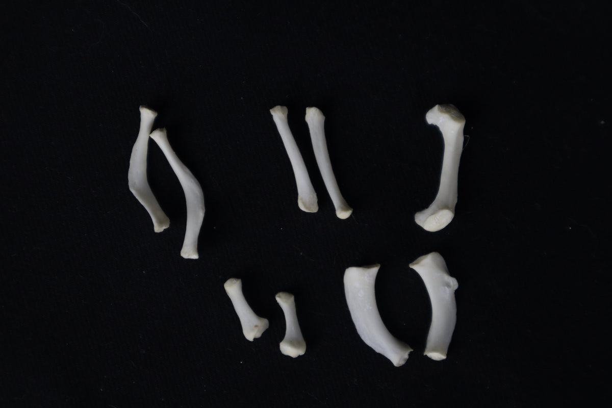 Mountain Lion Hyoids – Freyja's Forest