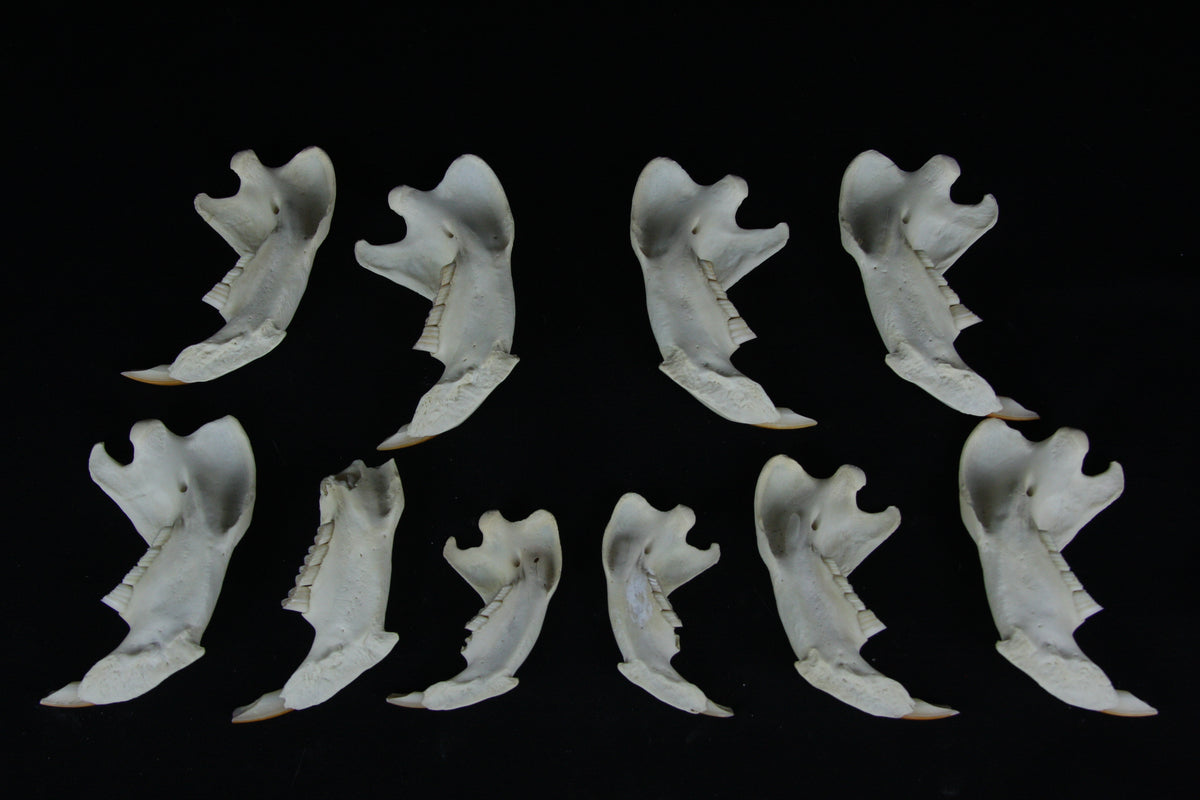 Craft Beaver Mandible – Freyja's Forest