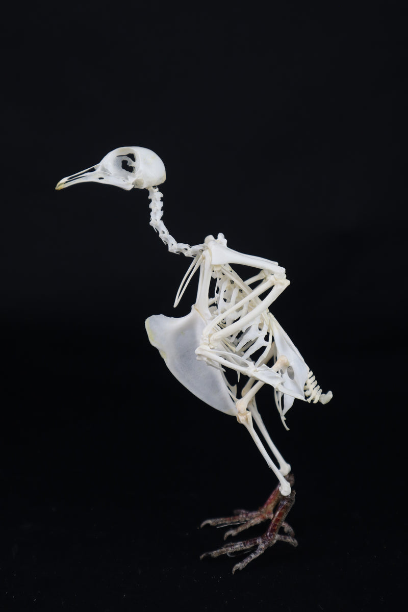 Articulated Pigeon Skeleton – Freyja's Forest