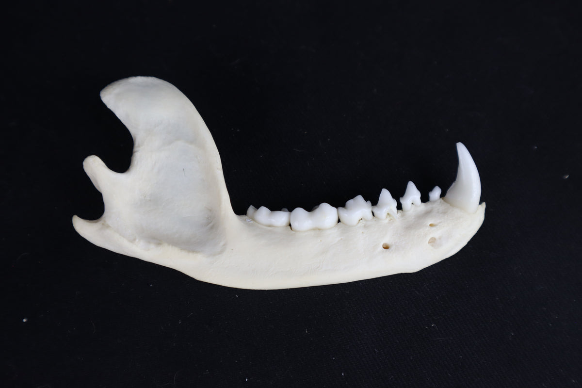 Raccoon Mandible - Partial Craft Quality – Freyja's Forest